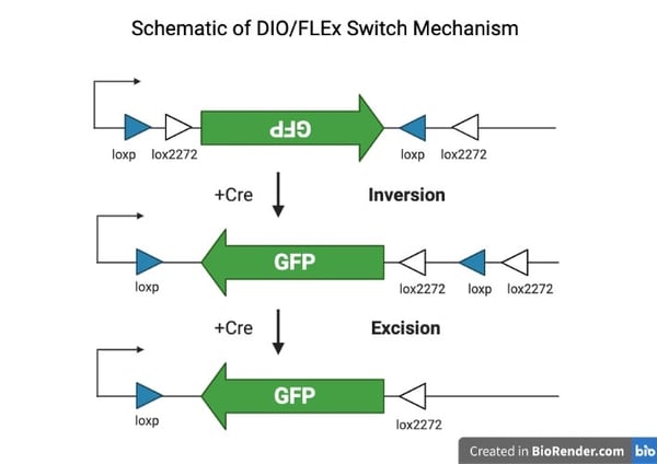 A Practical Guide to Optimizing AAV DIO and FLEx Vector Expression